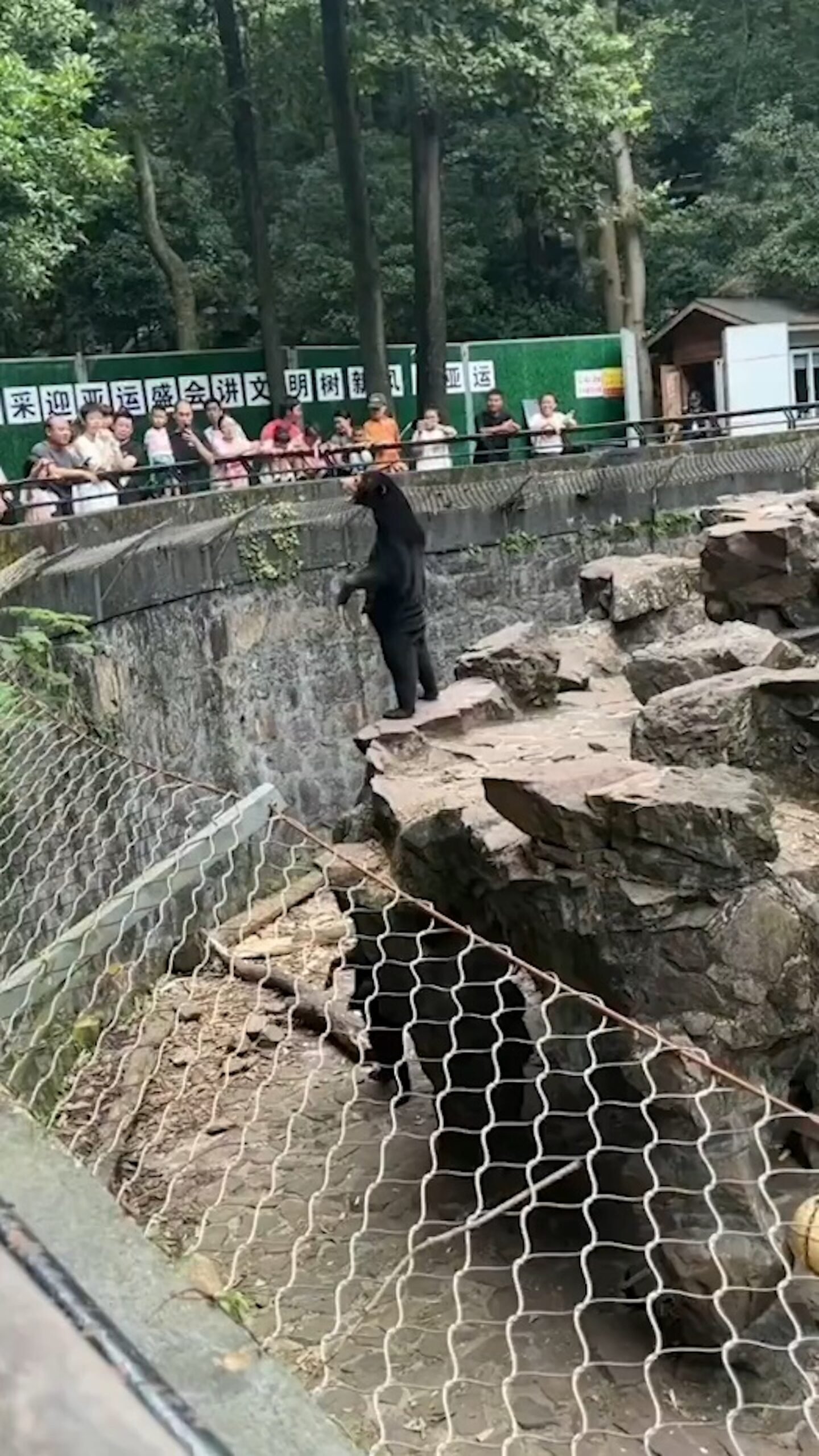 ‘Human-like’ Sun Bear Goes Viral Worldwide: New Zealand Anchor Laughs ...