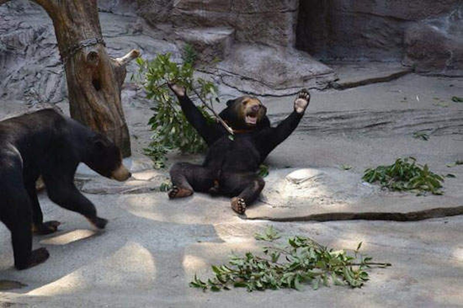 ‘Human-like’ Sun Bear Goes Viral Worldwide: New Zealand Anchor Laughs ...
