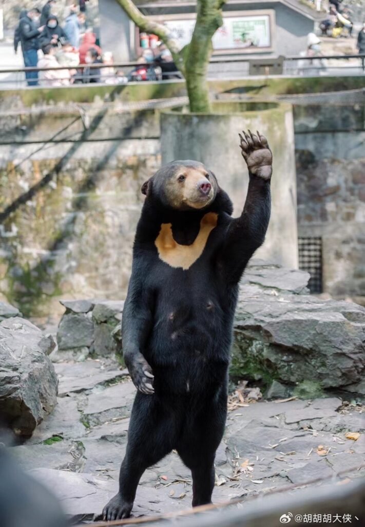 ‘Human-like’ Sun Bear Goes Viral Worldwide: New Zealand Anchor Laughs ...
