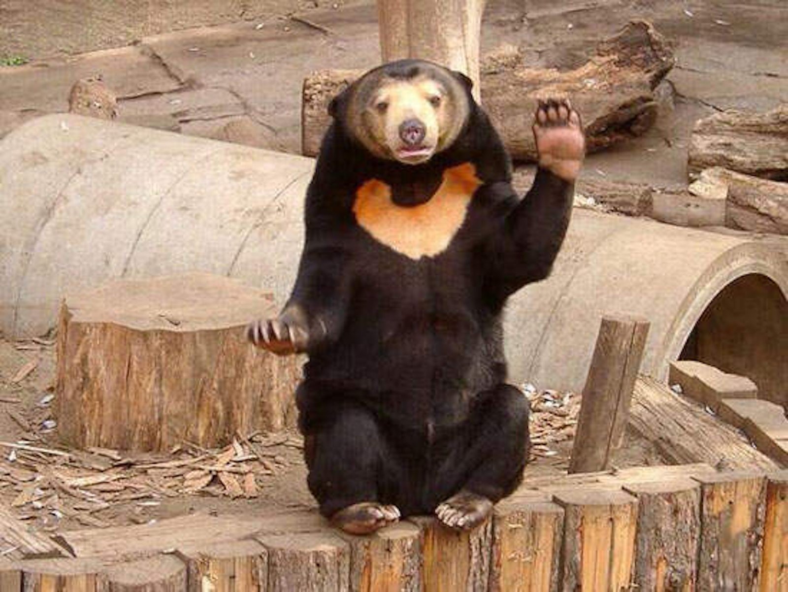 ‘Human-like’ Sun Bear Goes Viral Worldwide: New Zealand Anchor Laughs ...