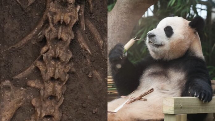 2000-Year-Old Giant Panda Skeleton Unearthed in Emperor Wen of Han’s ...